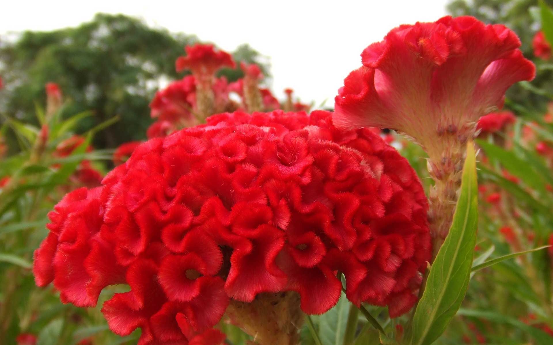 Condilomi o creste di gallo