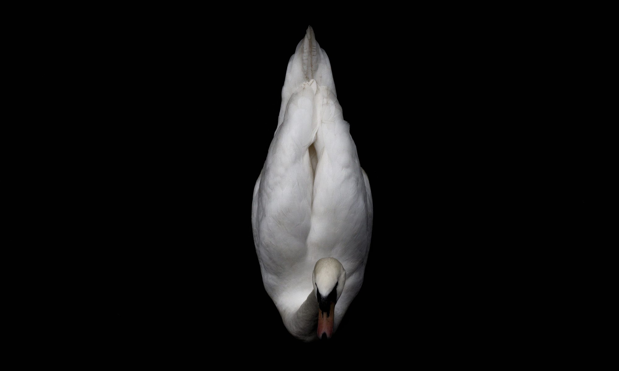 Unporn – il sito di foto non porno | Comodo.it Blog